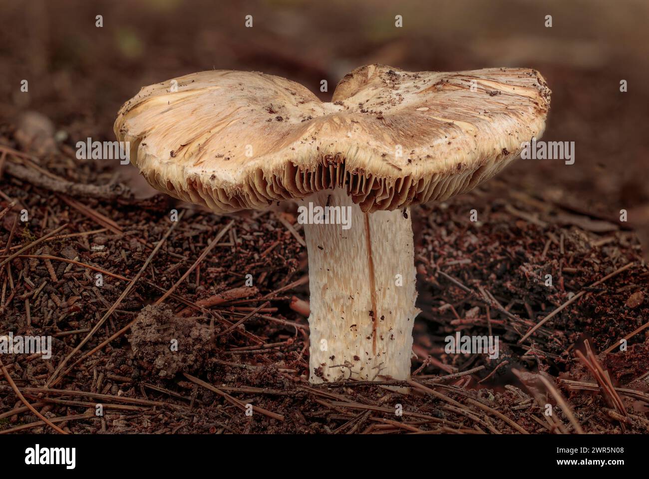 Aleppo pine pinus halepensis hi-res stock photography and images - Alamy