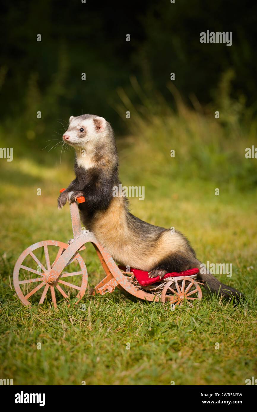 Standard color ferret riding a tricycle on forest meadow location Stock ...