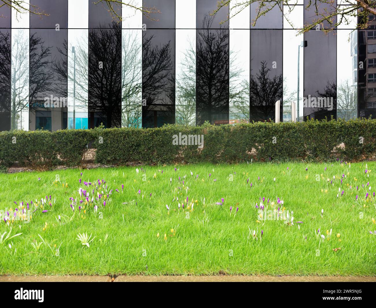 Crocuses burgeoning on a garden bed outside the Cubbe office building ...