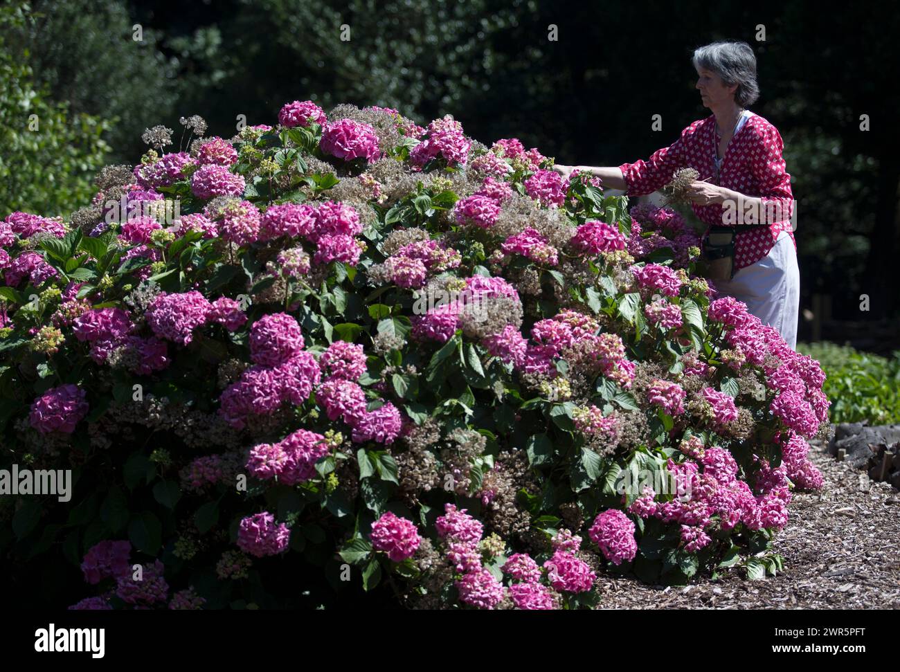 20/06/16 Tucked away in a hidden walled garden of an inner-city public park, the UK’s largest ...