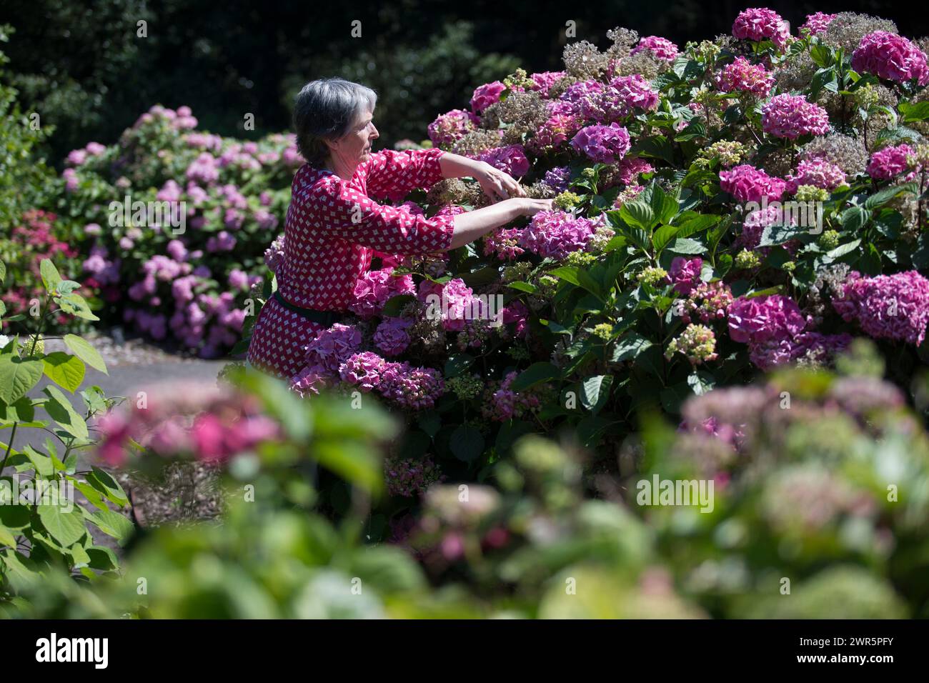 20/06/16 Tucked away in a hidden walled garden of an inner-city public park, the UK’s largest ...