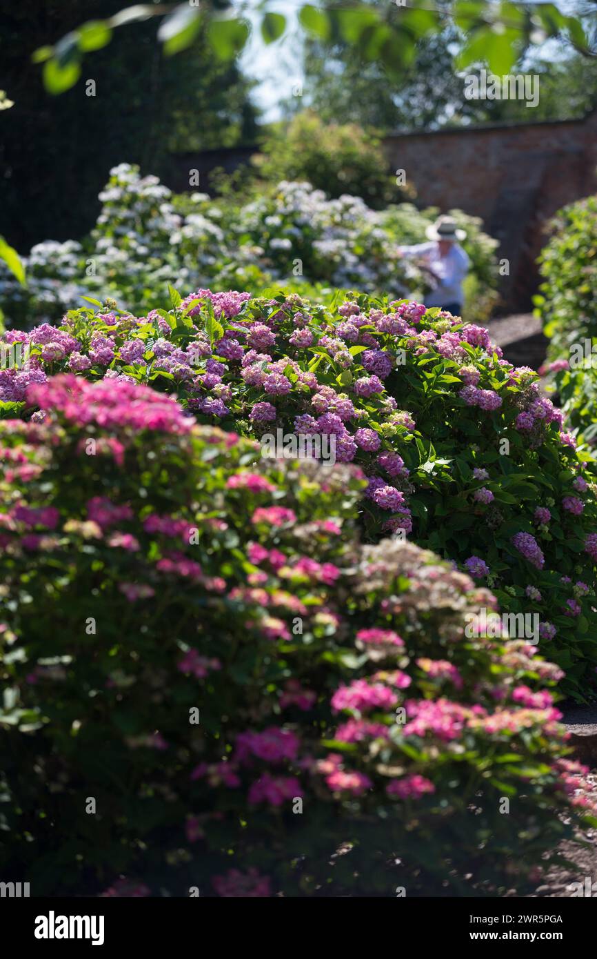 20/06/16 Tucked away in a hidden walled garden of an inner-city public park, the UK’s largest ...