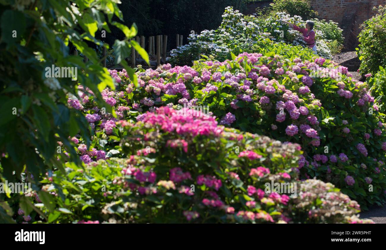 20/06/16 Tucked away in a hidden walled garden of an inner-city public ...