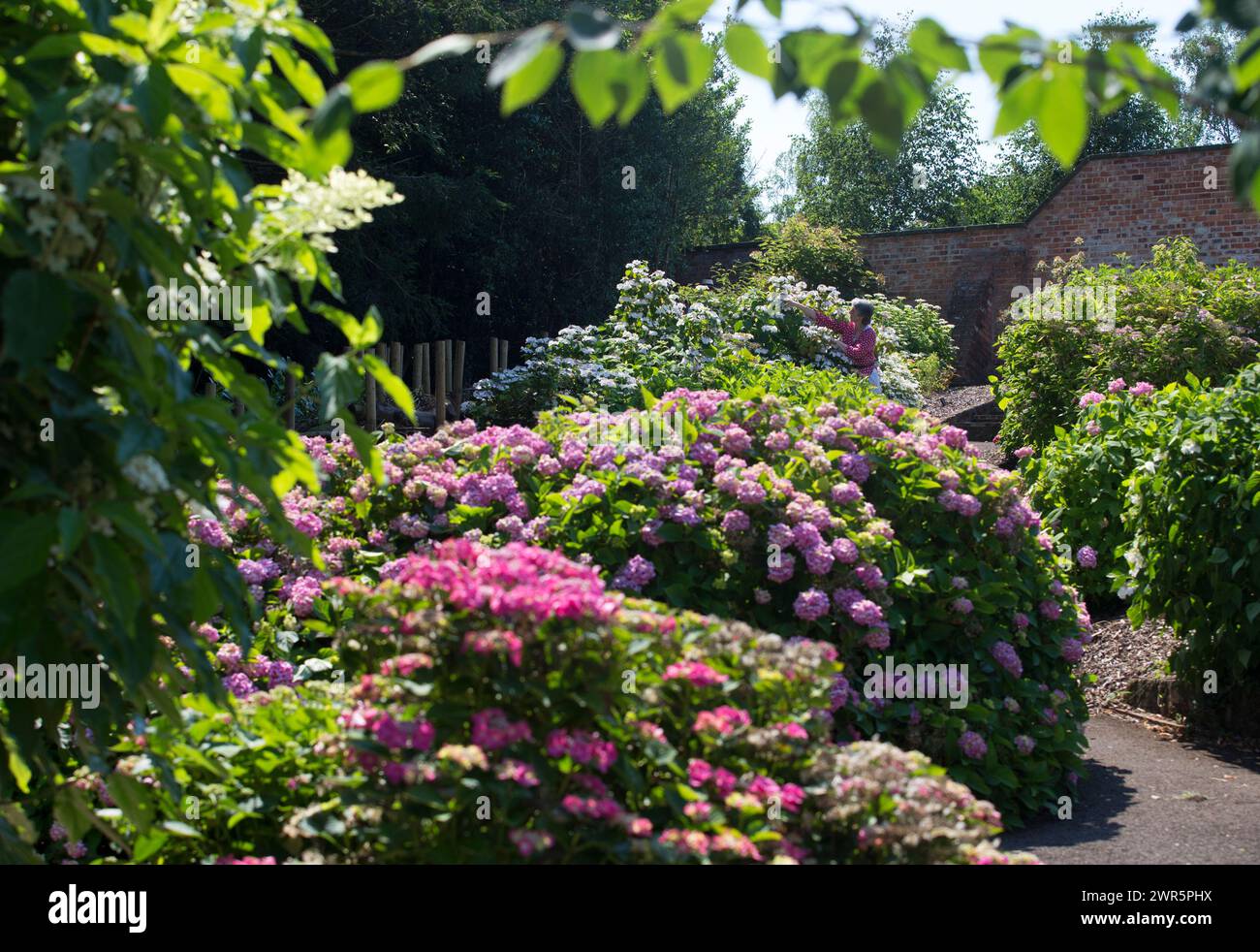 20/06/16 Tucked away in a hidden walled garden of an inner-city public park, the UK’s largest ...