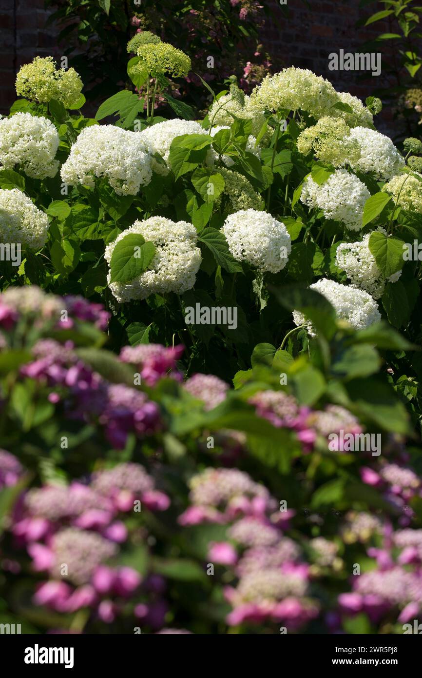 20/06/16 Tucked away in a hidden walled garden of an inner-city public park, the UK’s largest ...