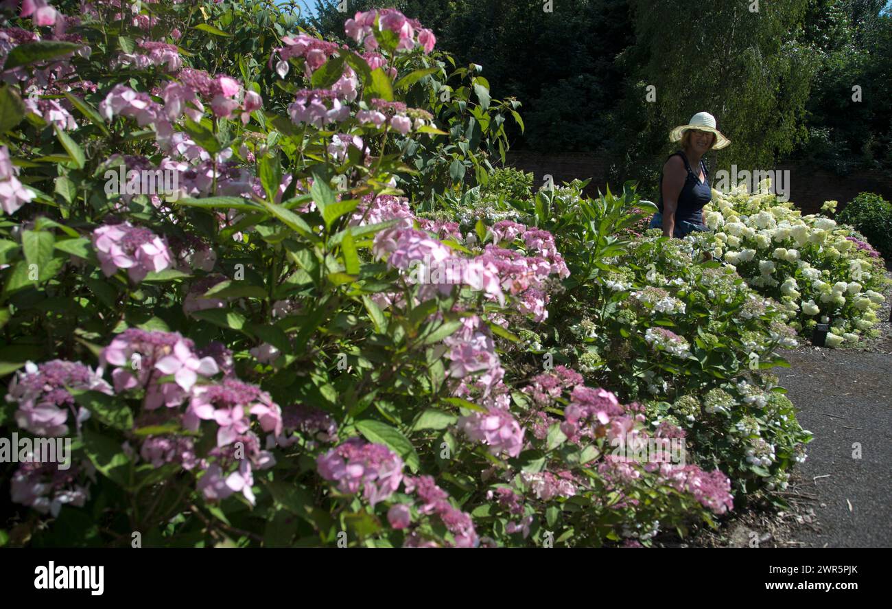 20/06/16 Tucked away in a hidden walled garden of an inner-city public park, the UK’s largest ...