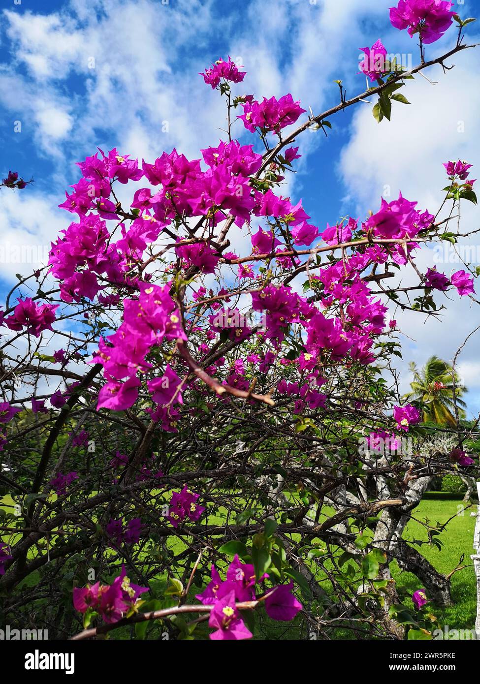 Cook islands flowers hi-res stock photography and images - Alamy