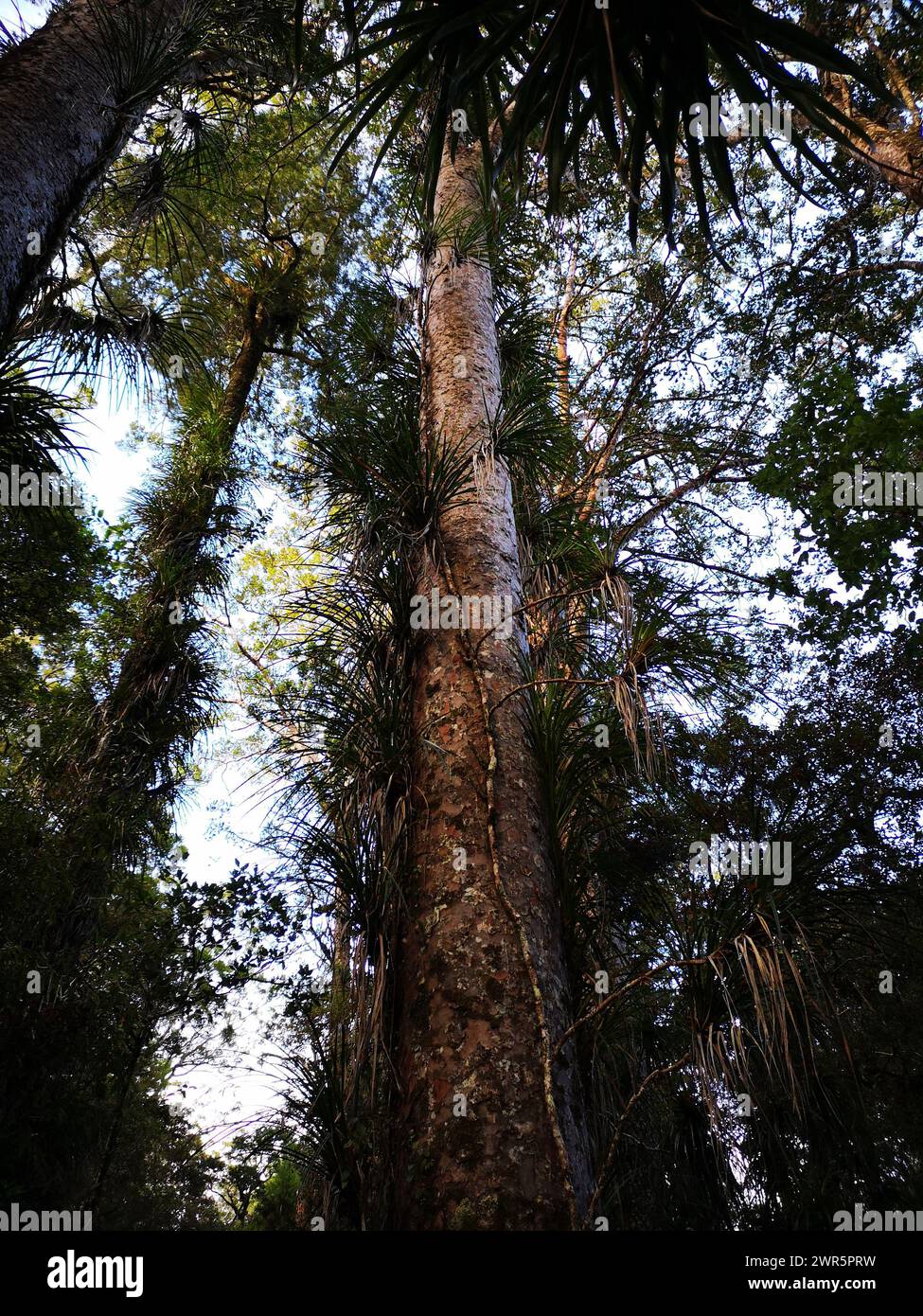 The tall trees in a lush forest. Kauri Walk, Puketi Forest, New Zealand ...