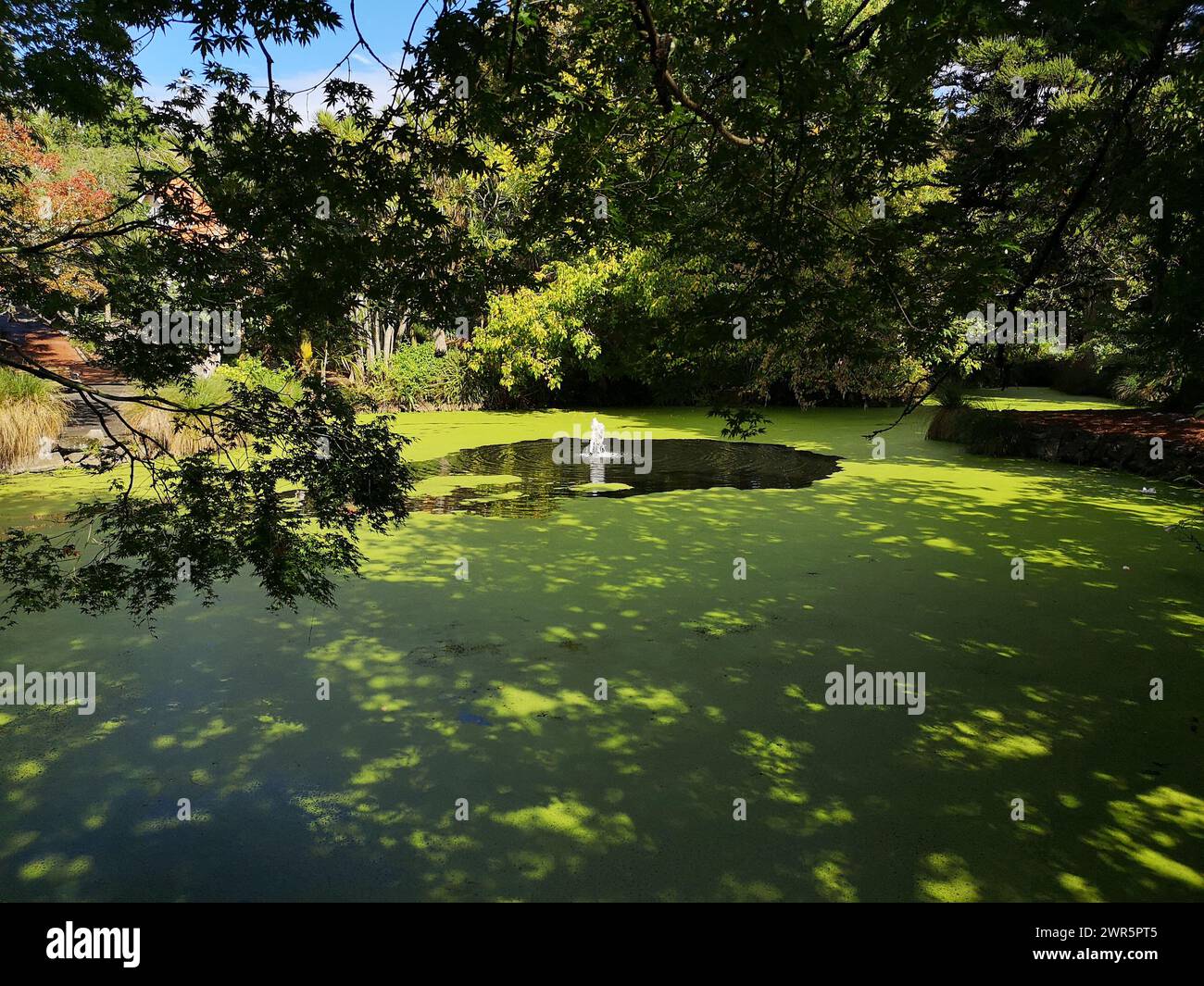Verdant algae hi-res stock photography and images - Alamy