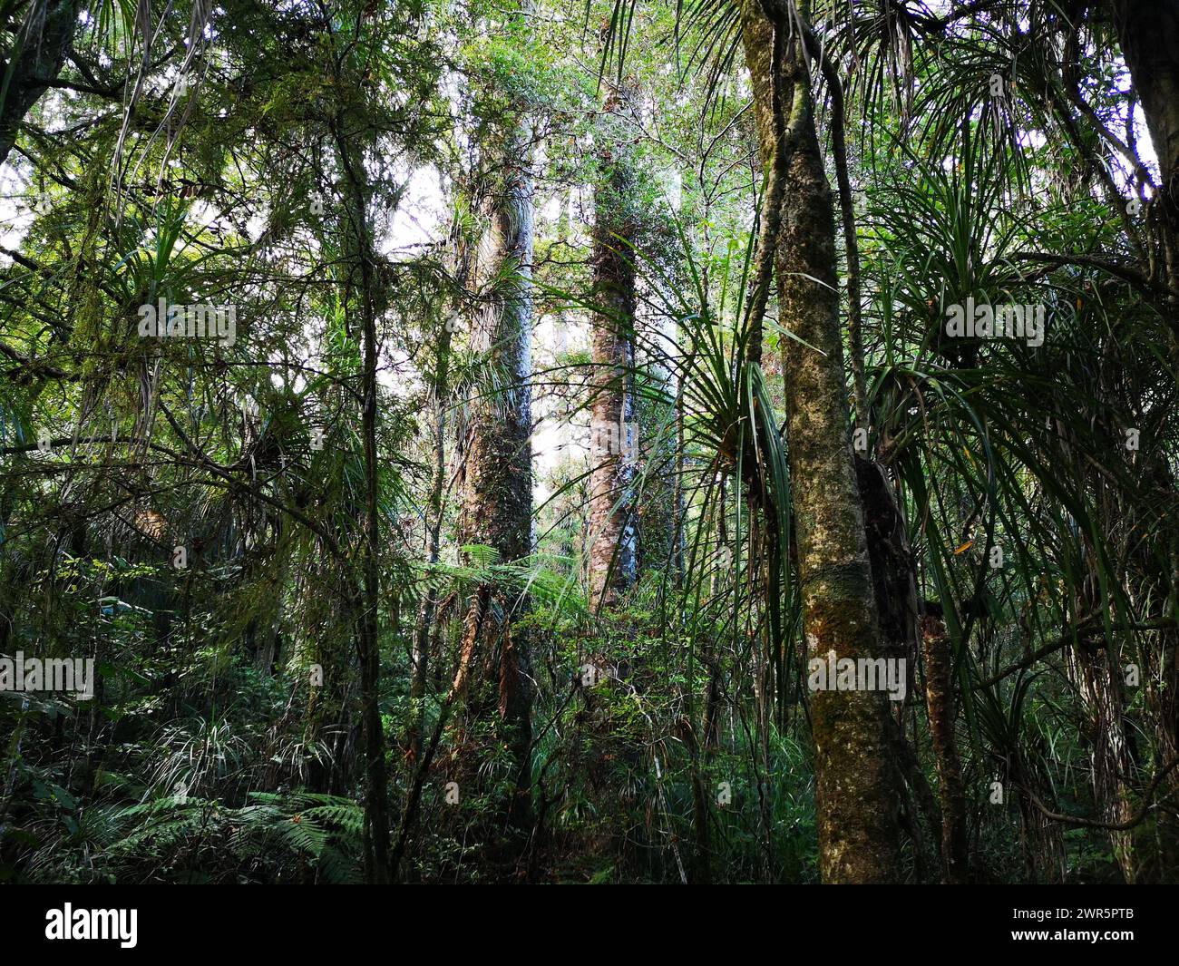 The tall trees in a lush forest. Kauri Walk, Puketi Forest, New Zealand ...