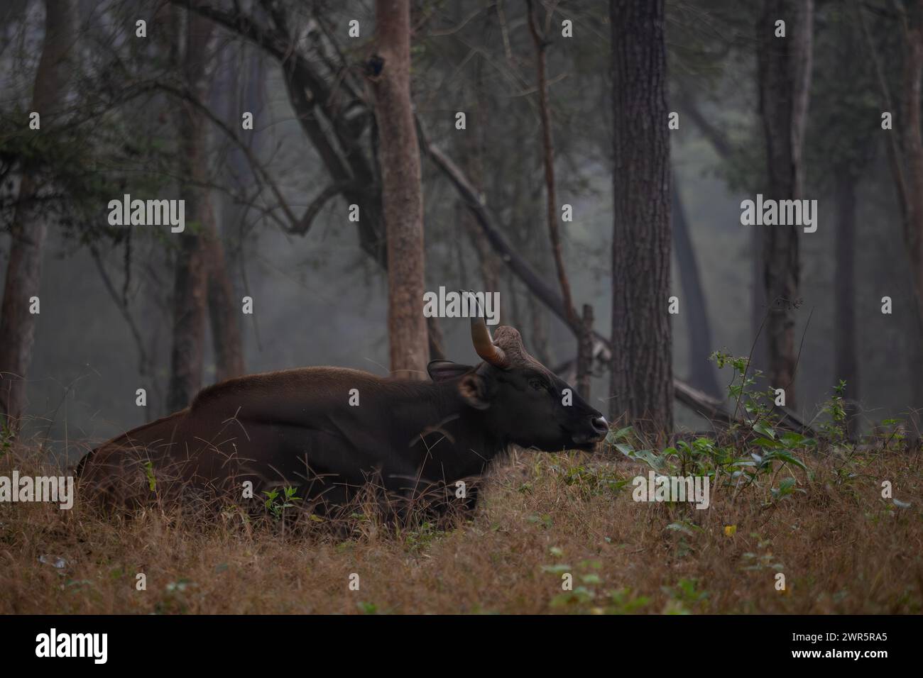 Indian Gaur - Bos gaurus, the biggest in the world beautiful wild ...
