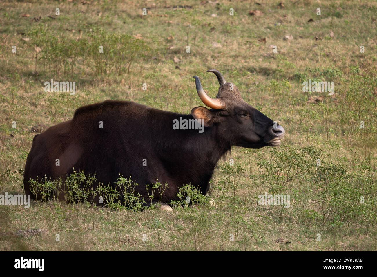 Indian Gaur - Bos gaurus, the biggest in the world beautiful wild ...