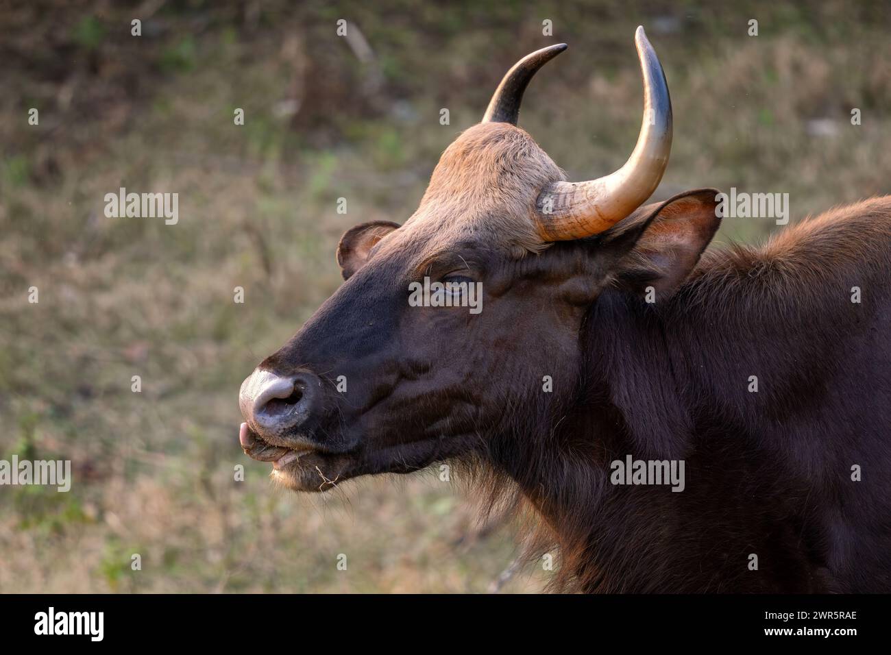 Indian Gaur - Bos gaurus, the biggest in the world beautiful wild ...