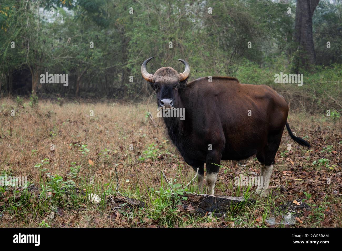 Indian Gaur - Bos gaurus, the biggest in the world beautiful wild ...