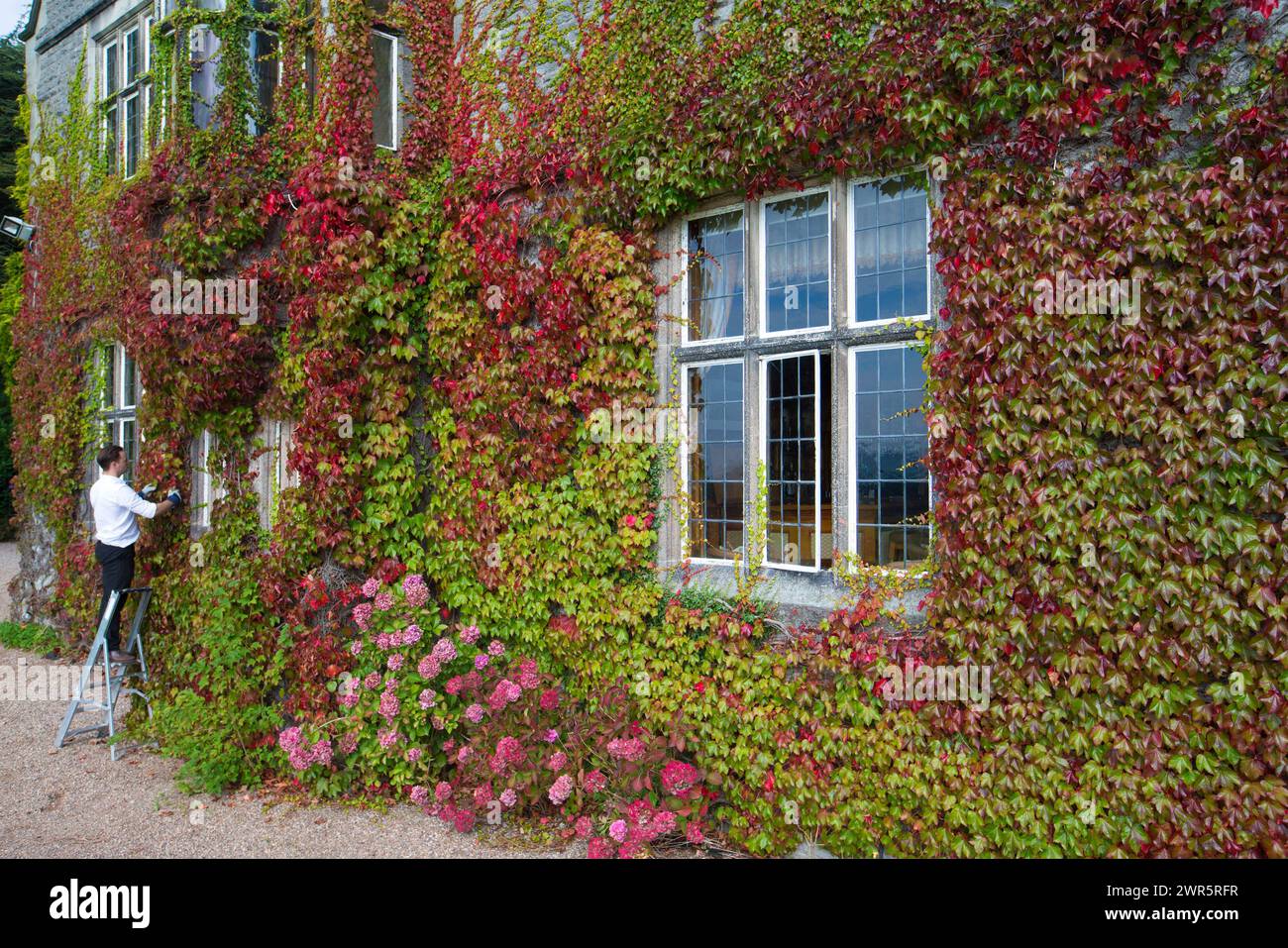 21/09/16 Handyman Michael Butler (32) tidies up the Virginia creeper ...