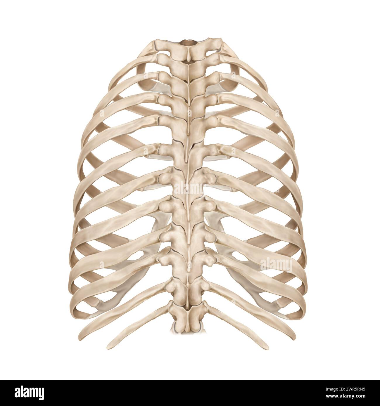 Rib cage and human Cut Out Stock Images & Pictures - Alamy
