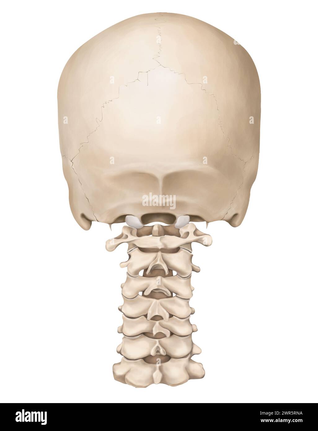 Human skull cervical spine illustration hi-res stock photography and ...