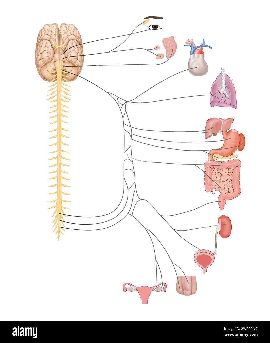 Nervous system Cut Out Stock Images & Pictures - Alamy