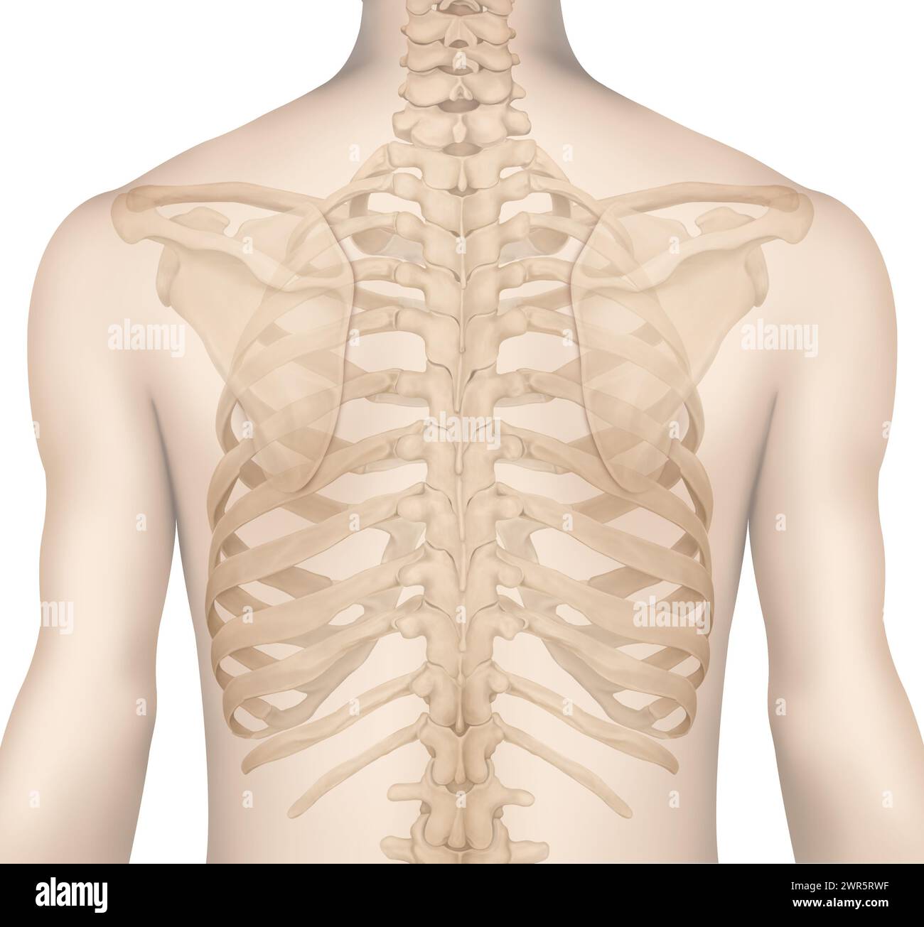 Rib cage back hi-res stock photography and images - Alamy