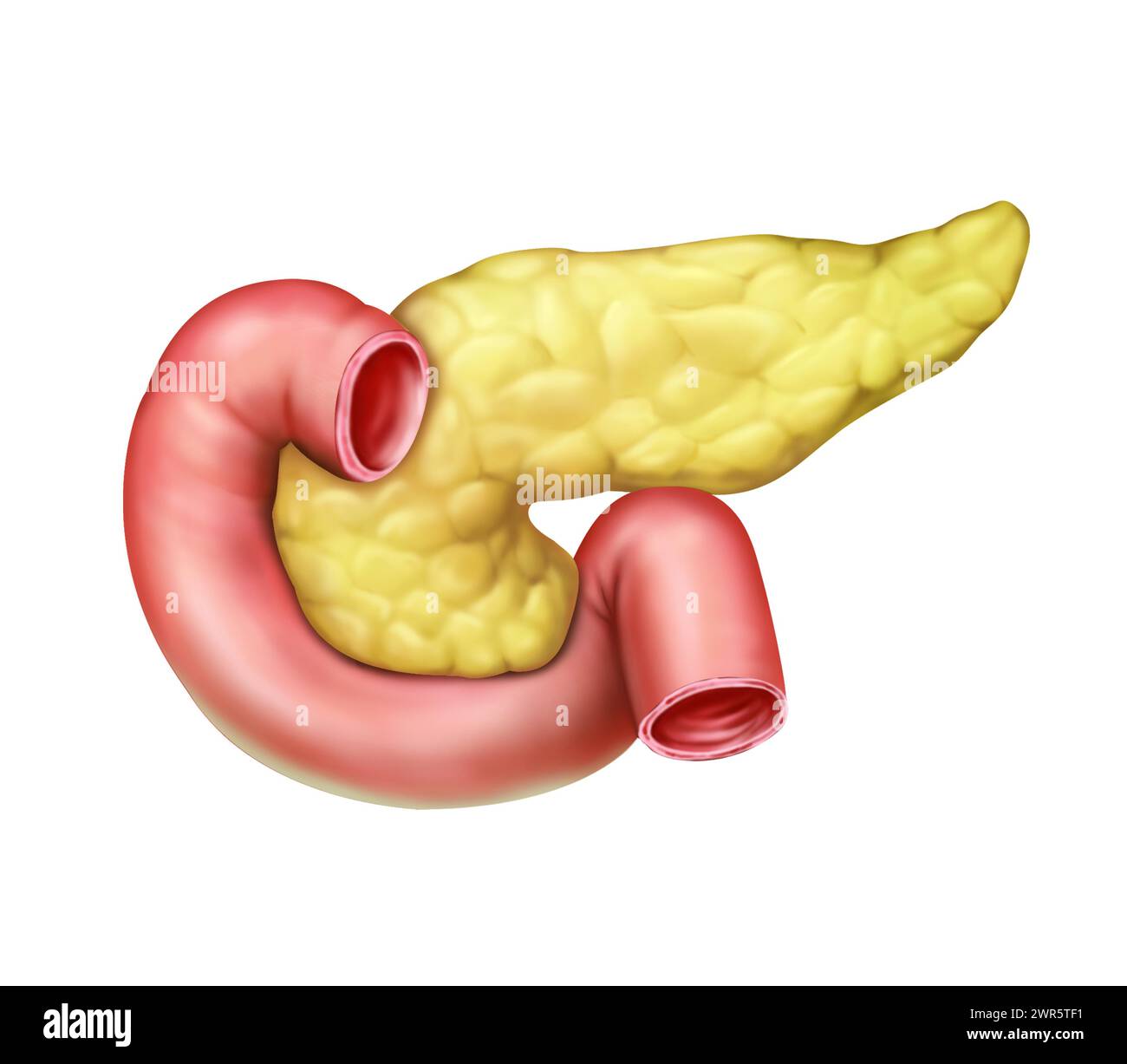Duodenum Cut Out Stock Images & Pictures - Alamy