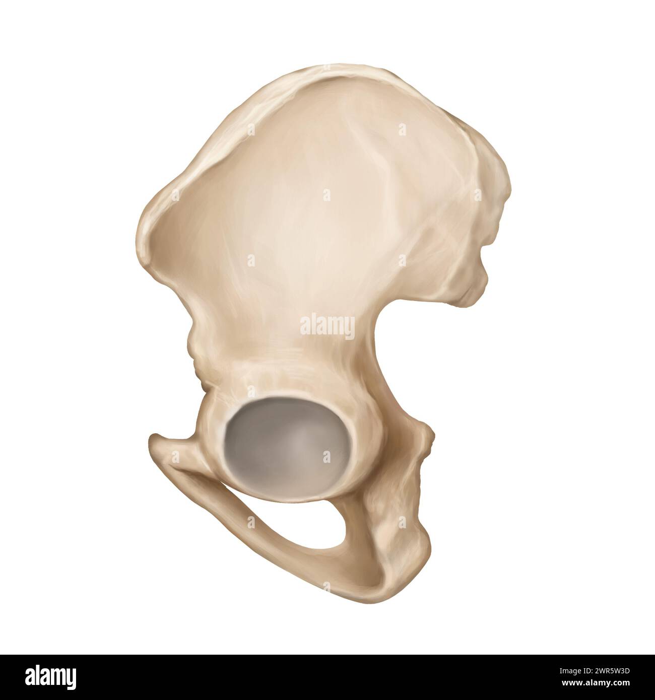 Pelvis and spine Cut Out Stock Images & Pictures - Alamy