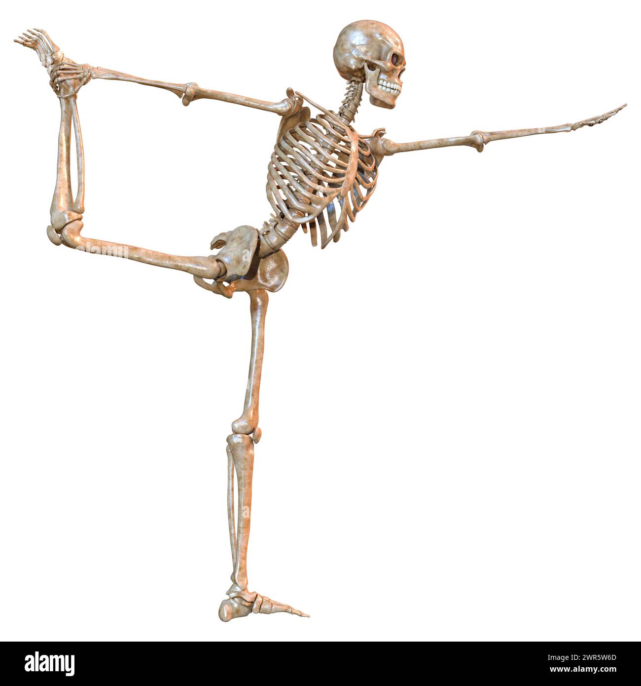 3D rendering of a human skeleton isolated on white background Stock ...