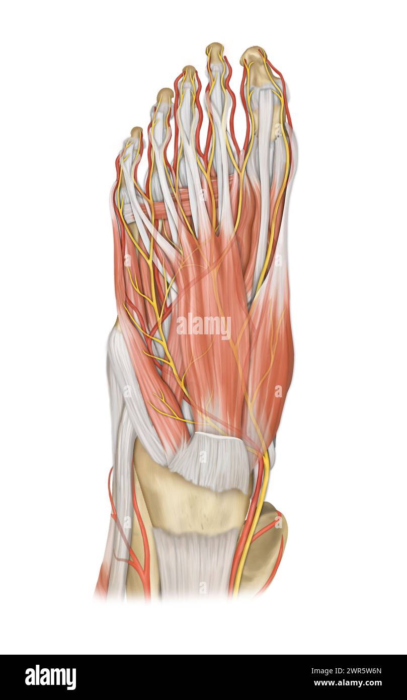 Leg foot muscles anatomy hi-res stock photography and images - Alamy