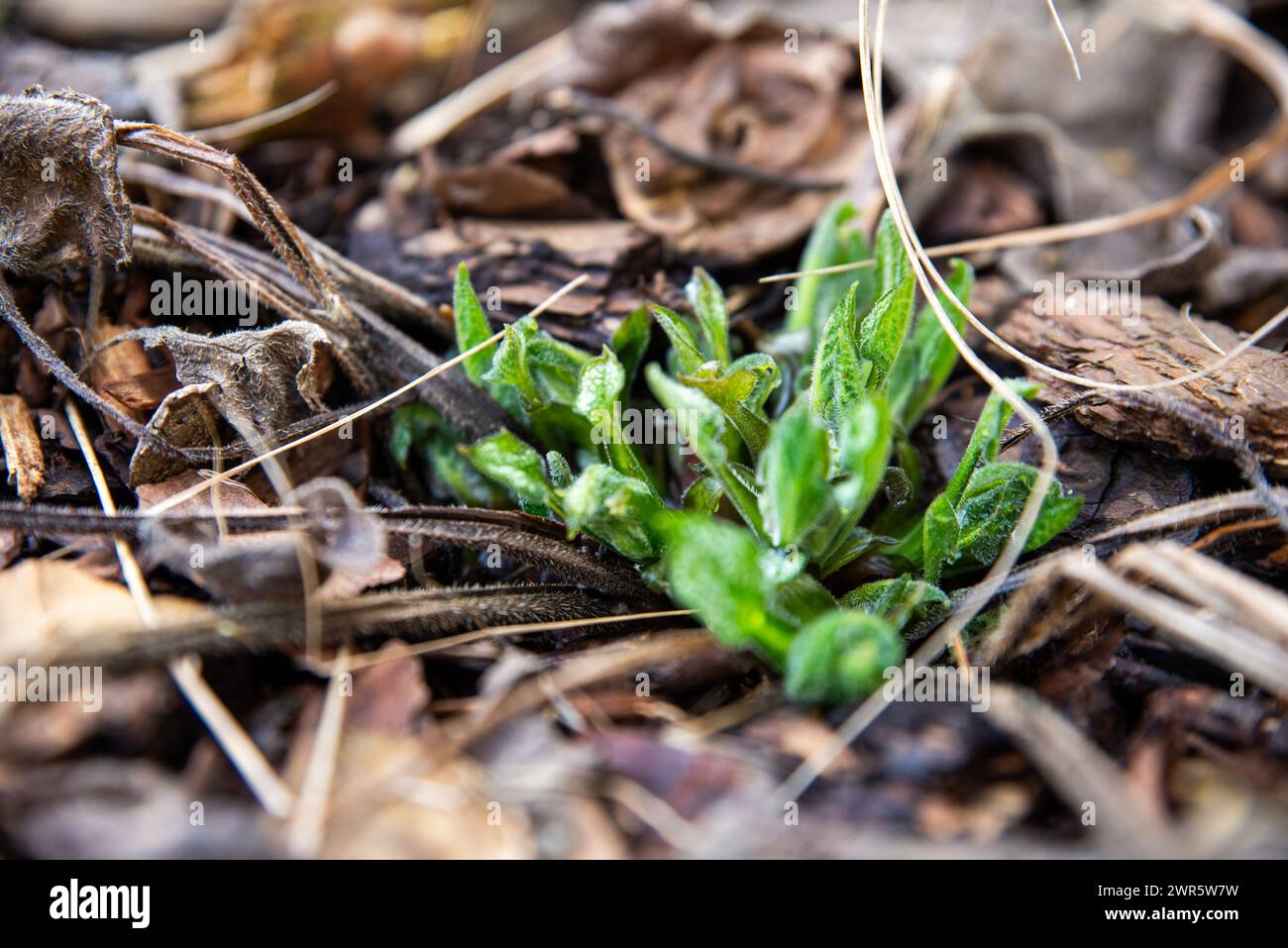 Plant tip with young leaves hi-res stock photography and images - Alamy