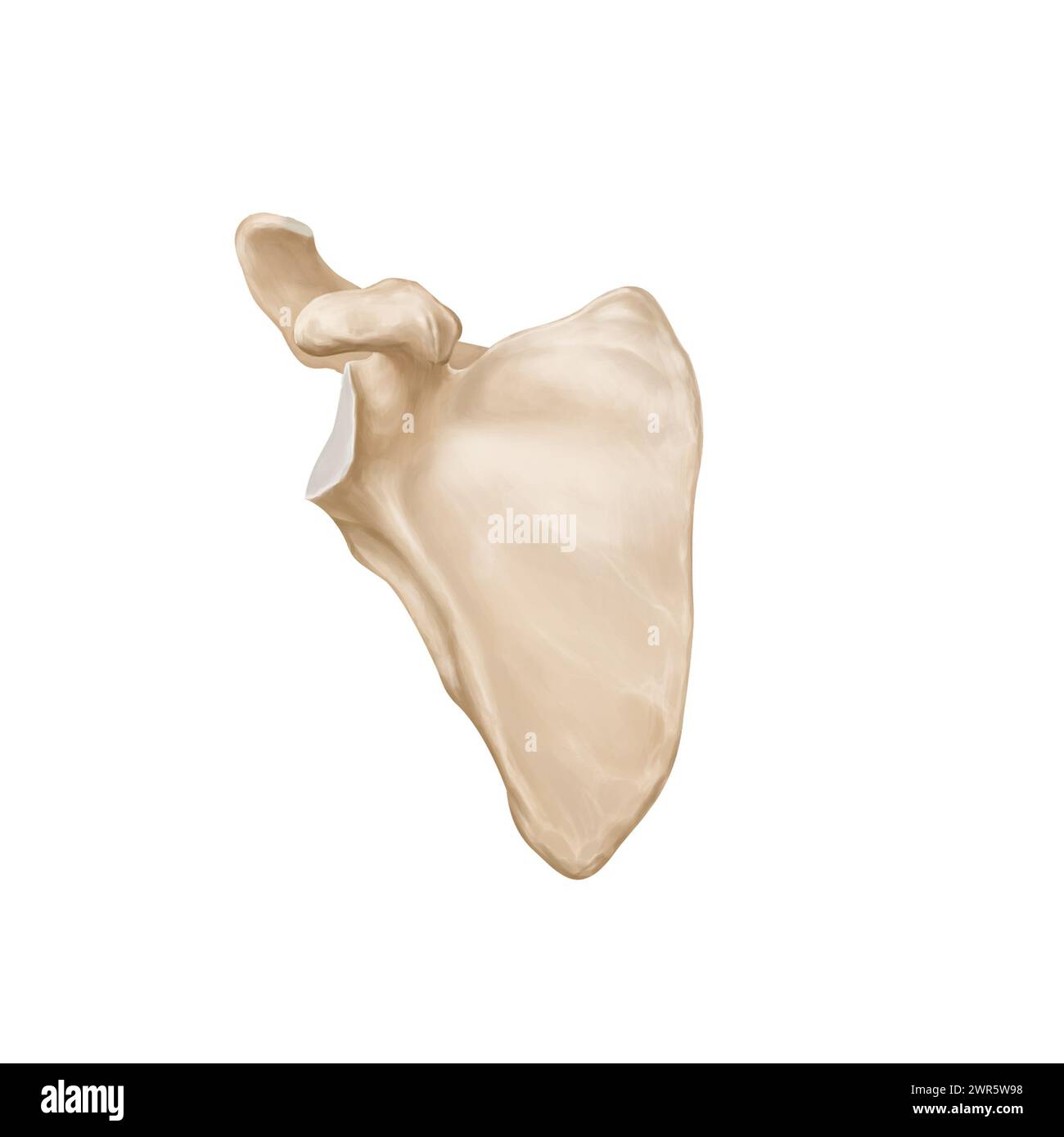 Scapular medicine hi-res stock photography and images - Alamy