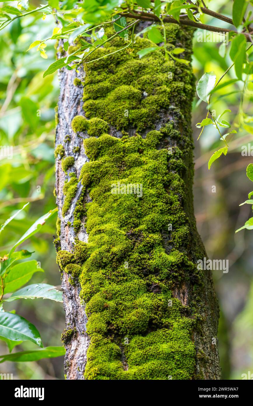A moss covered tree in the lush tropical environs of Cape Tribulation ...