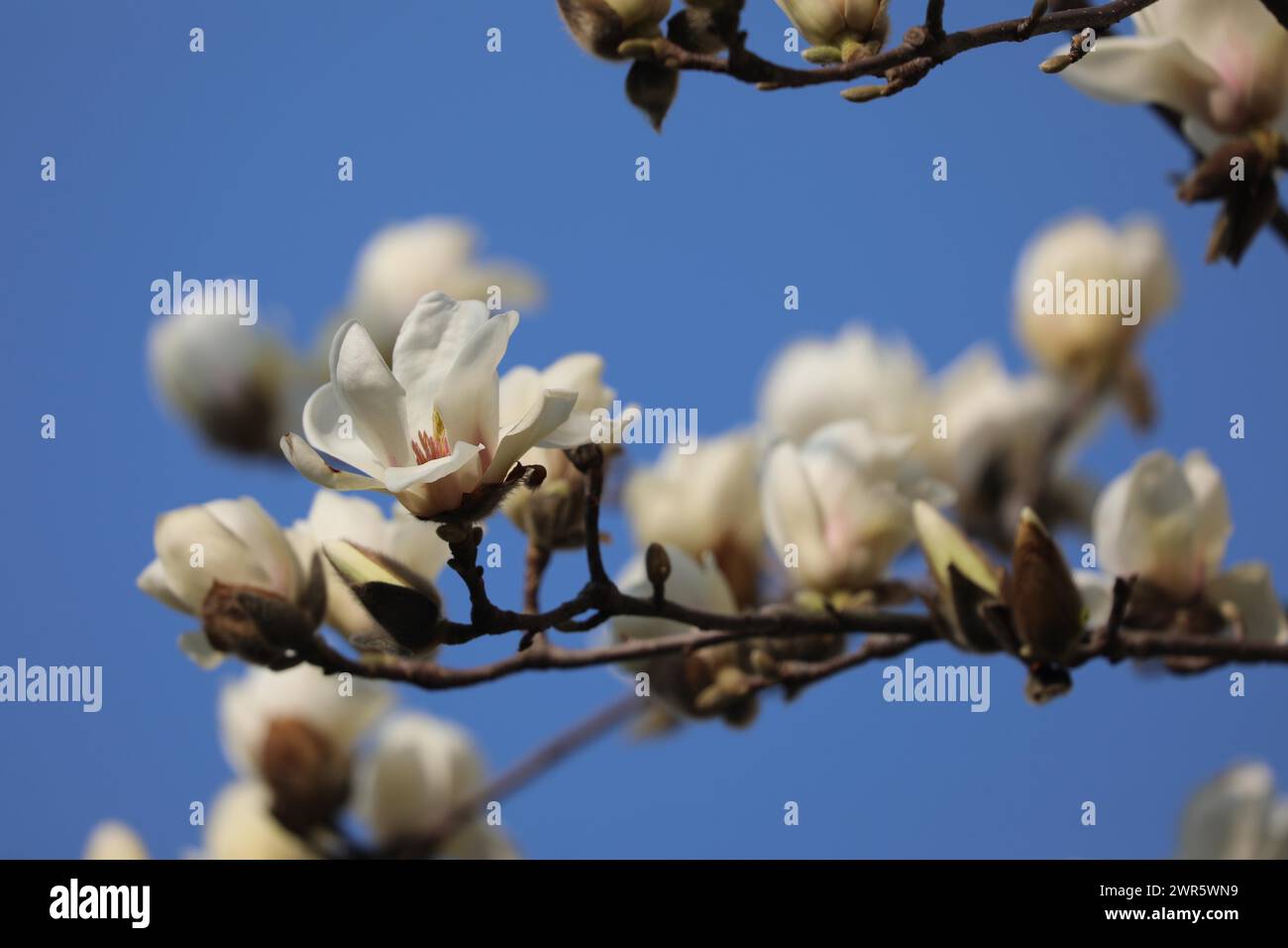 Magnolia flowers burst into bloom in Nanjing City, east China's Jiangsu ...