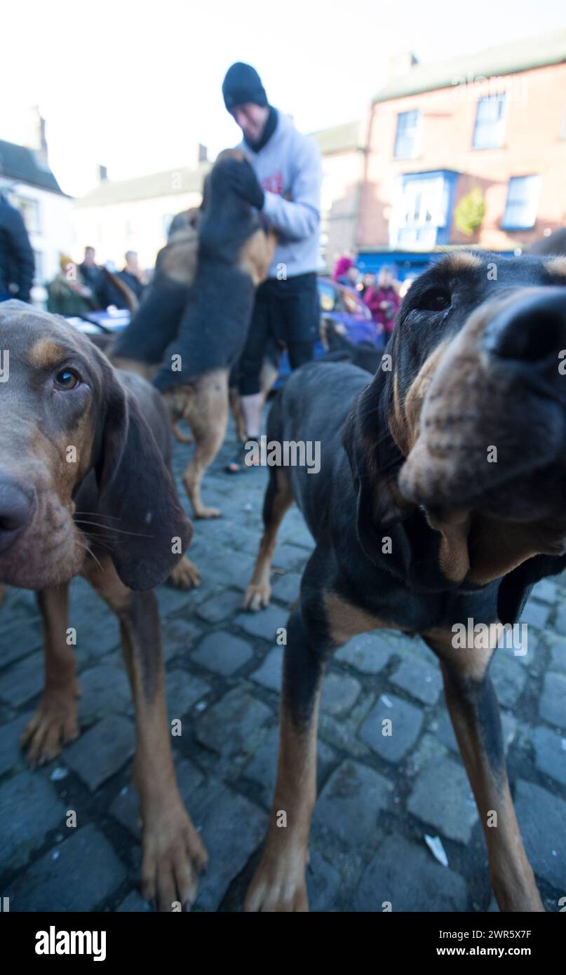 Four shires bloodhounds hi-res stock photography and images - Alamy