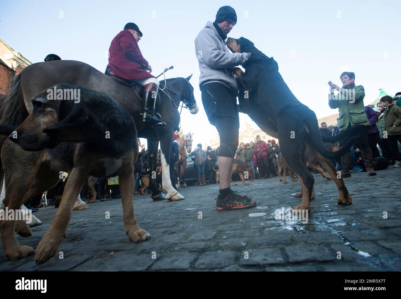 Four shires bloodhounds hi-res stock photography and images - Alamy