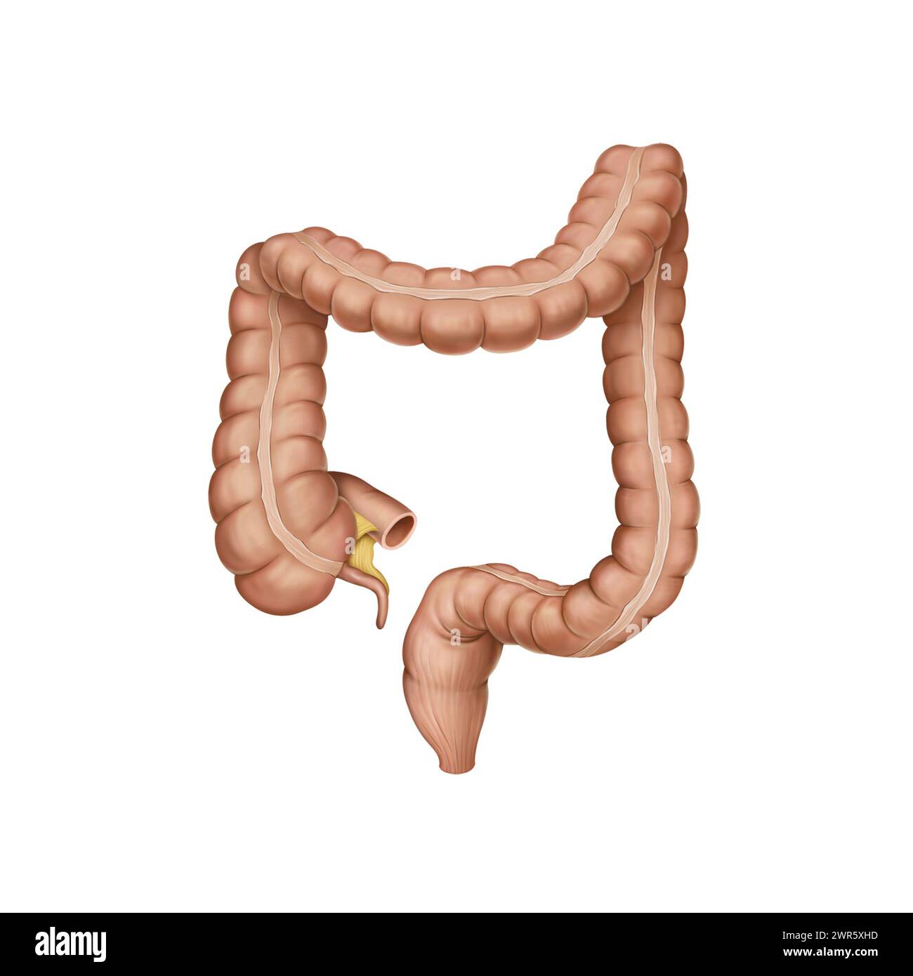 Large intestina hi-res stock photography and images - Alamy