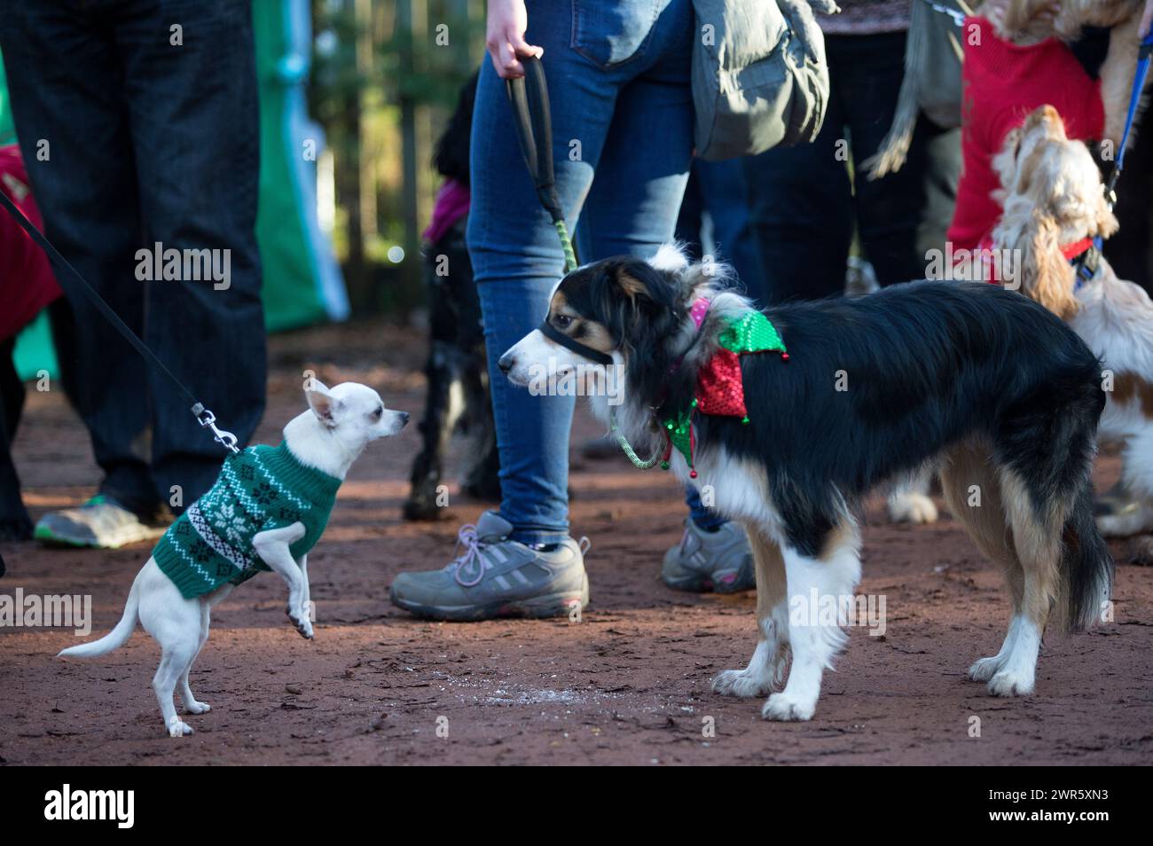 18/12/16 Chihuahua Hudson, and Collie Lilly, More than 300 dogs turned ...