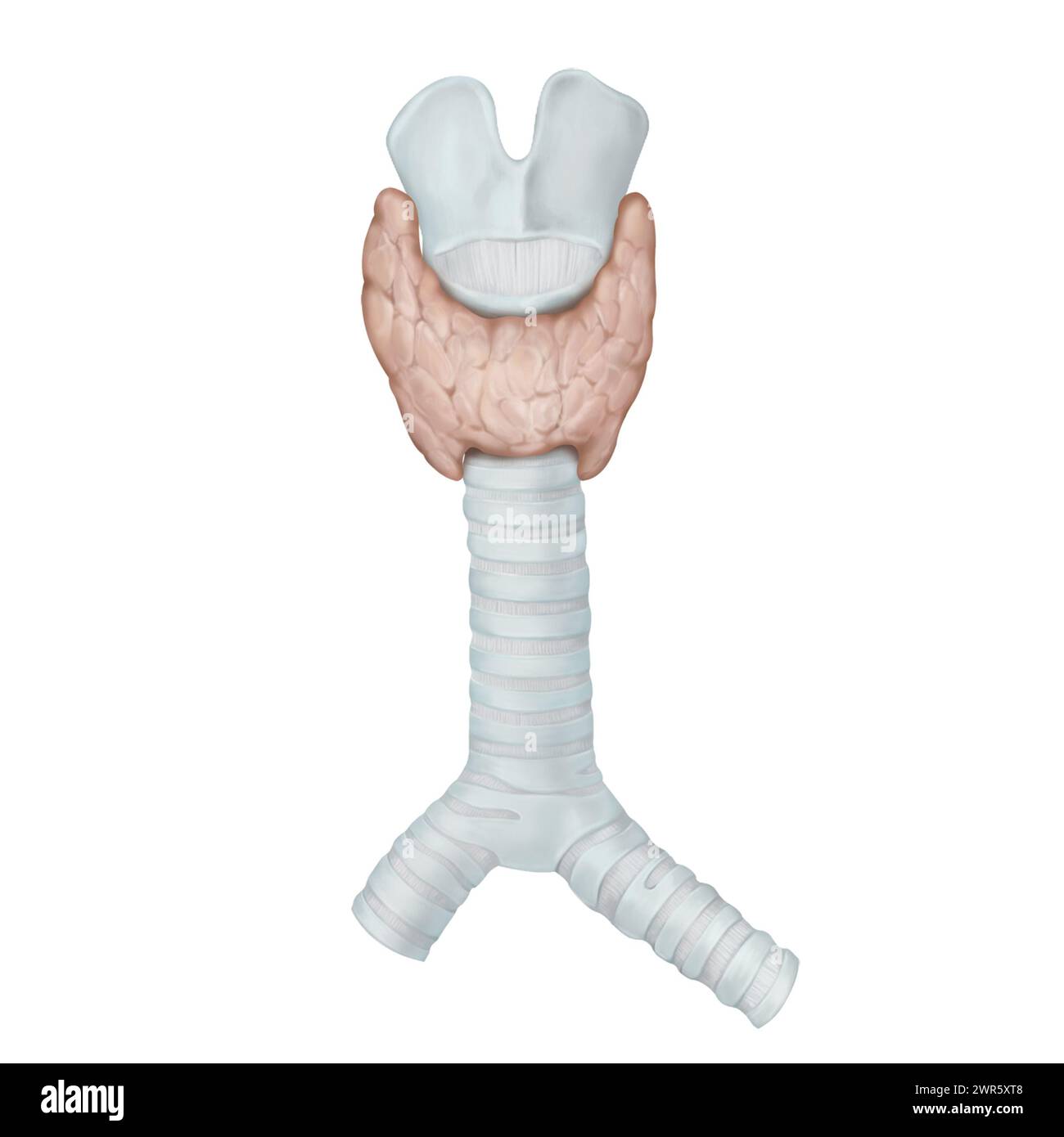 Trachea hi-res stock photography and images - Alamy