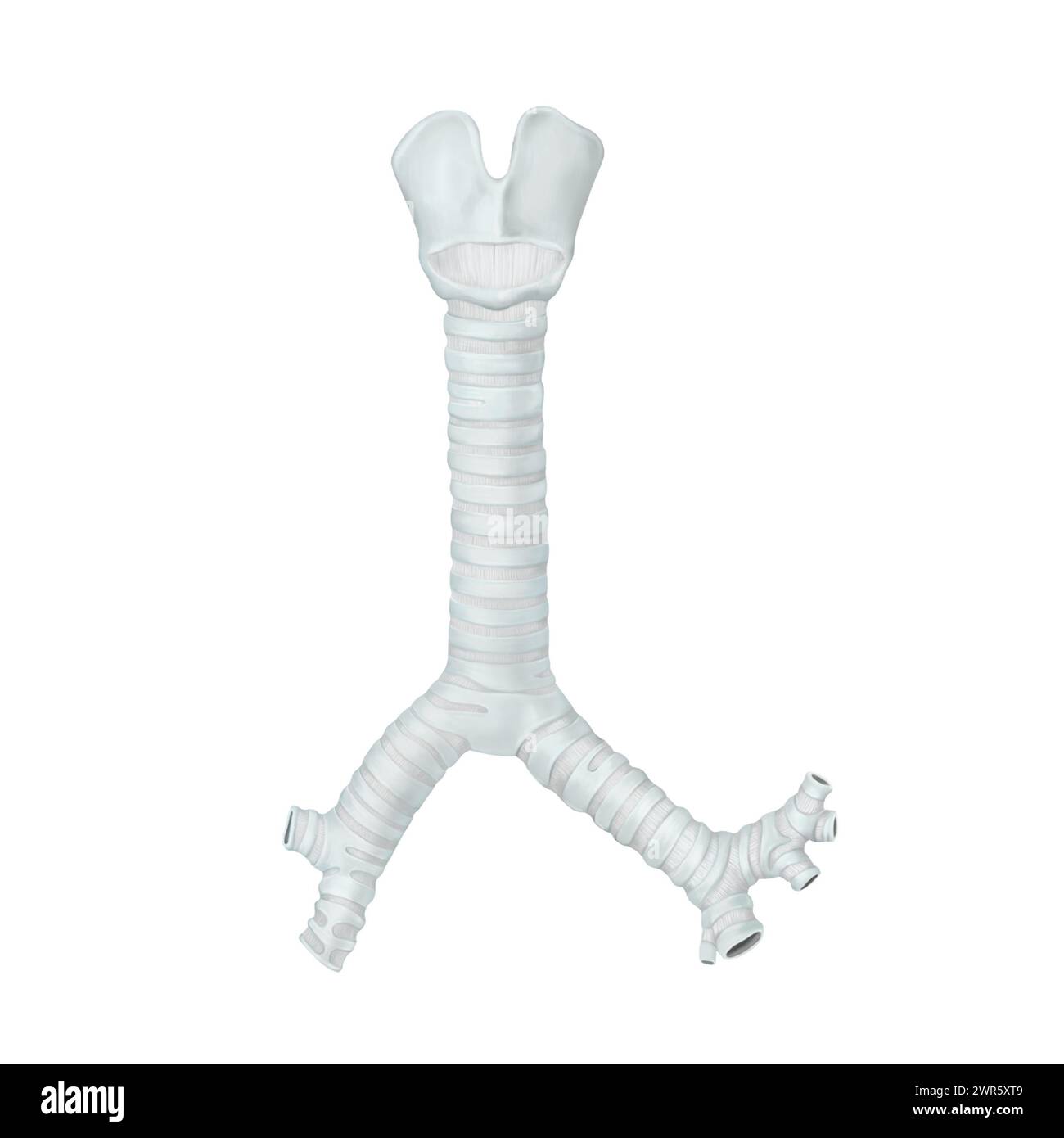 Trachea Cut Out Stock Images & Pictures - Alamy