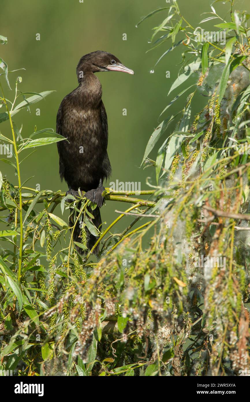 Pygmy cormorant (Phalacrocorax pygmeus) perched in a bush front view ...