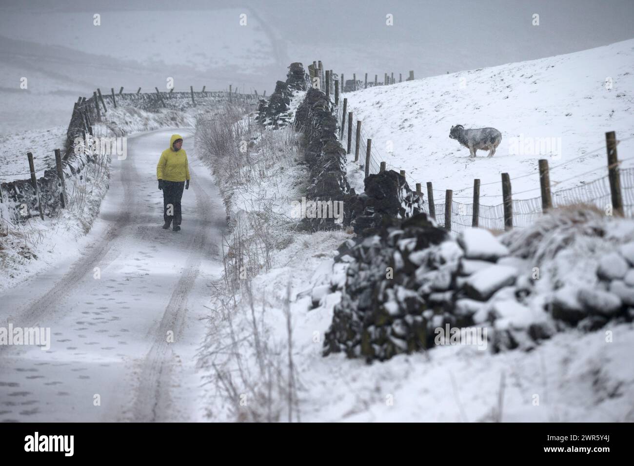 12/01/17 A well wrapped-up walker explores the lanes near Flash, the ...