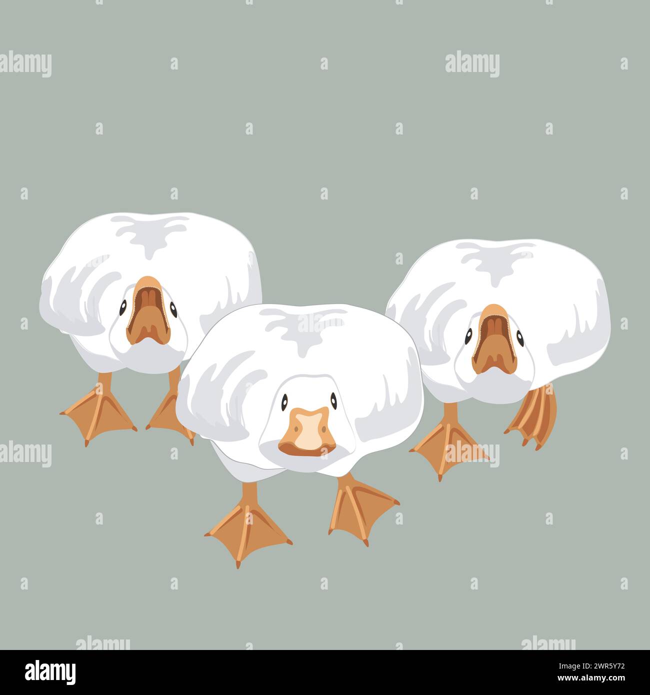 Three big angry and brave geese running and going to bite probably ...