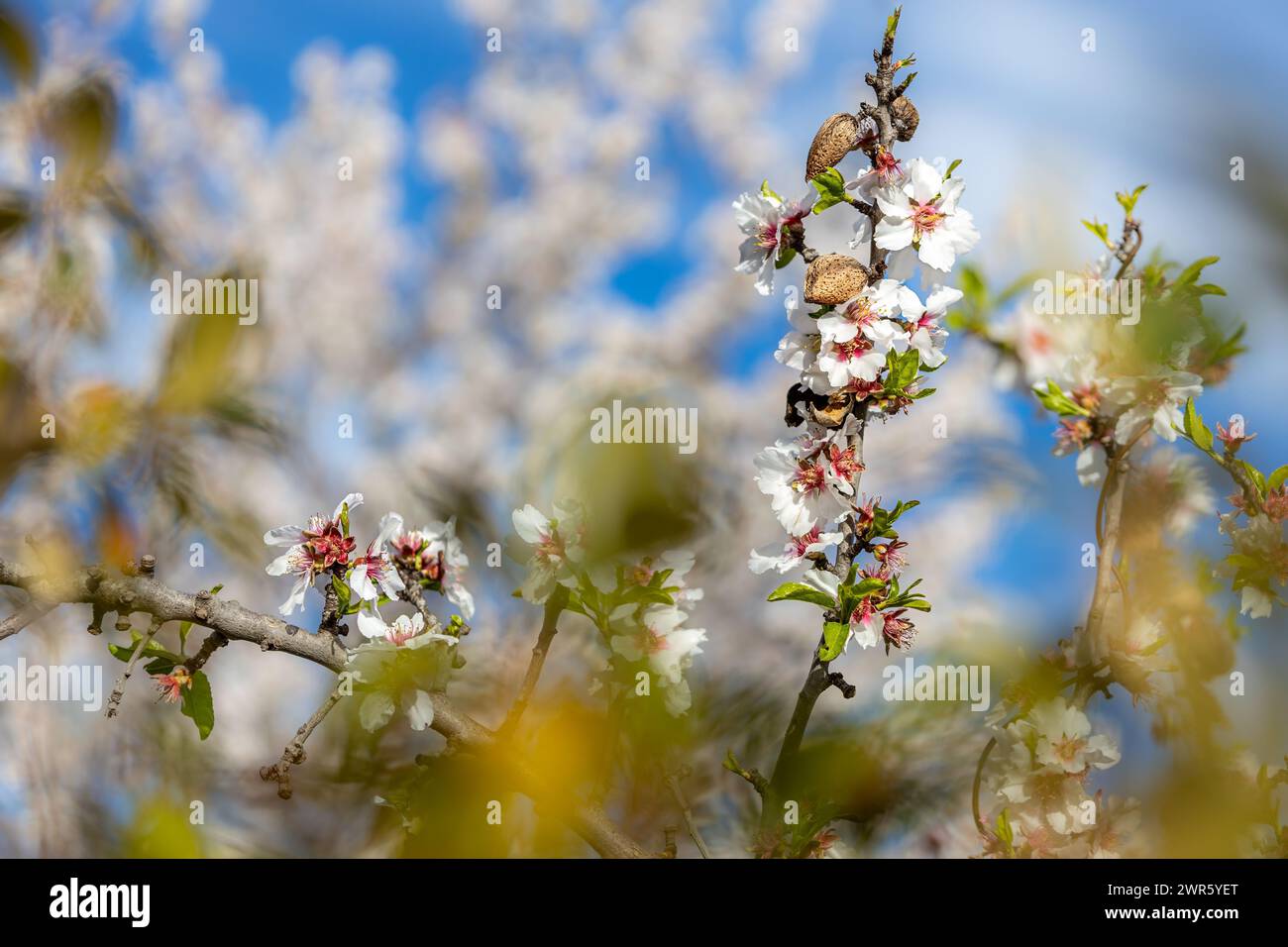 Spring blossoming trees closeup hi-res stock photography and images - Alamy