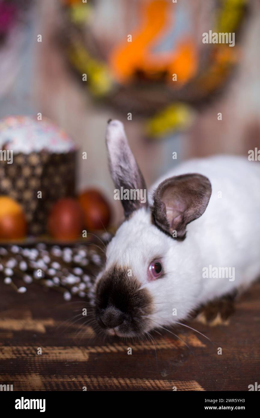Fluffy foxy white rabbit with Easter eggs Stock Photo - Alamy