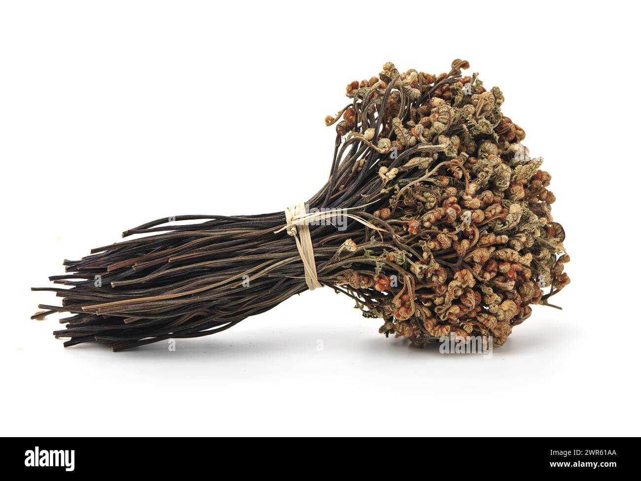 The bracken Cut Out Stock Images & Pictures - Alamy