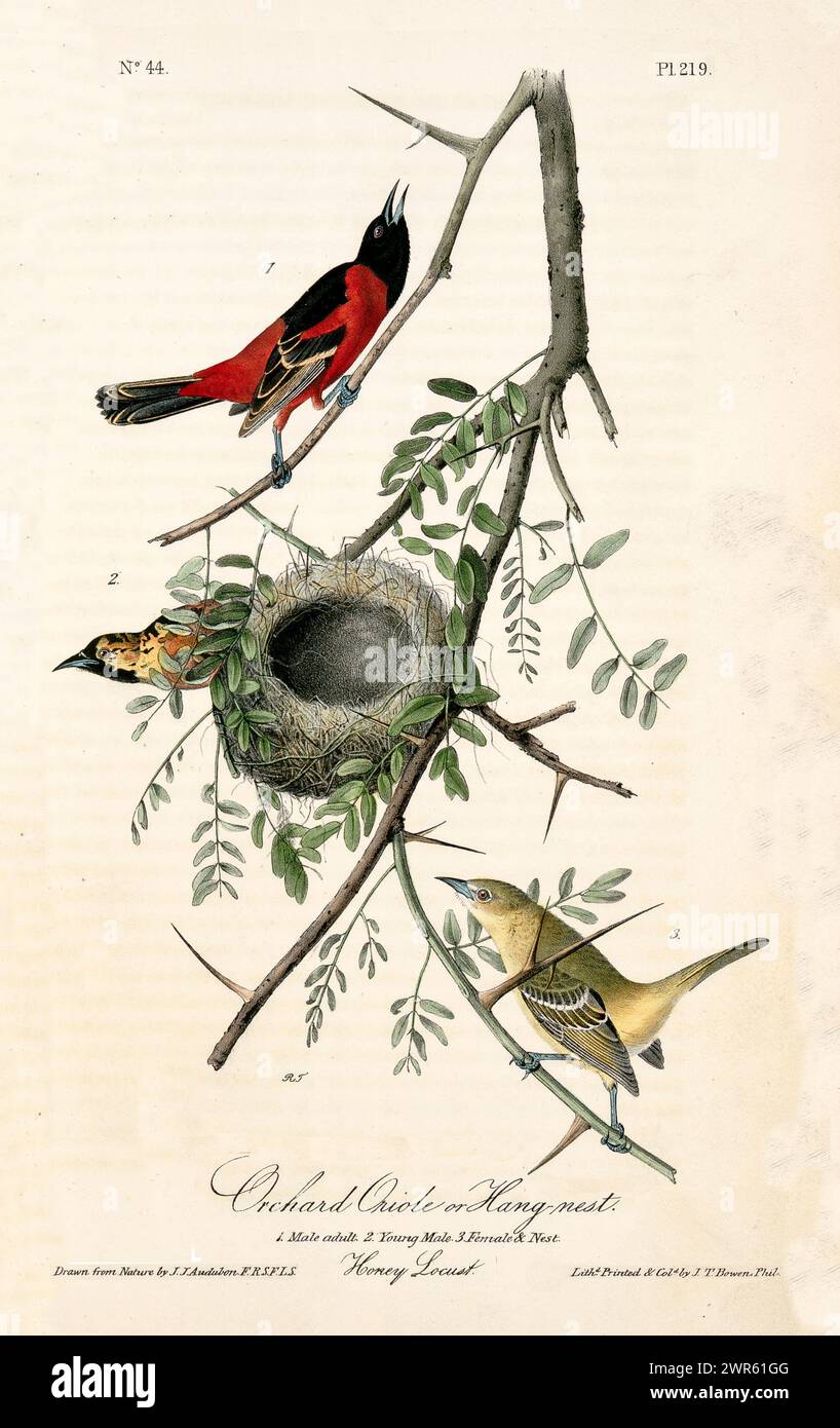 Female orchard oriole in nest hi-res stock photography and images - Alamy