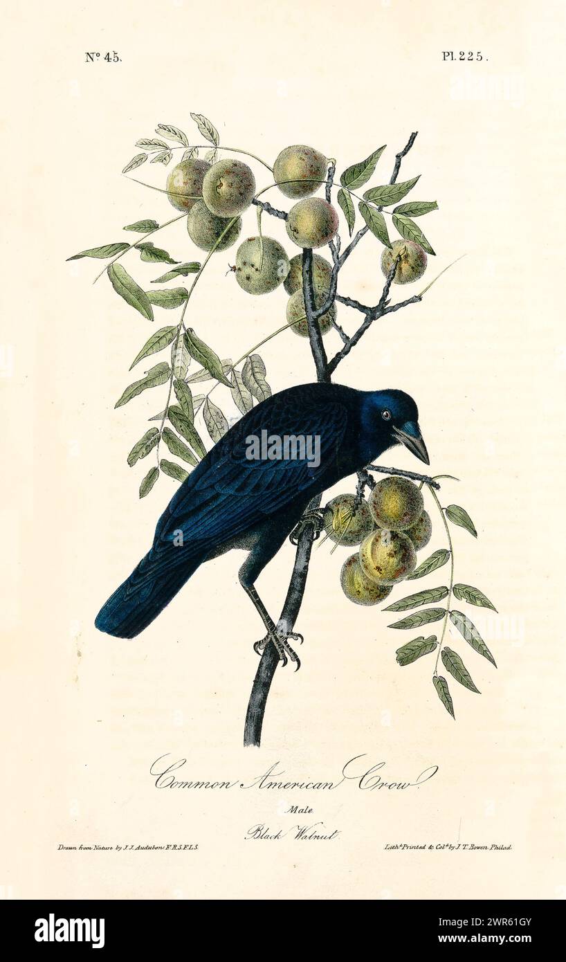 Bold black crow design hi-res stock photography and images - Alamy