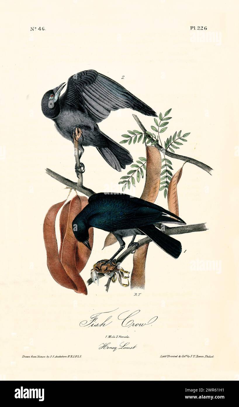 Old engraved illustration of Fish crow (Corvus ossifragus). By J.J ...