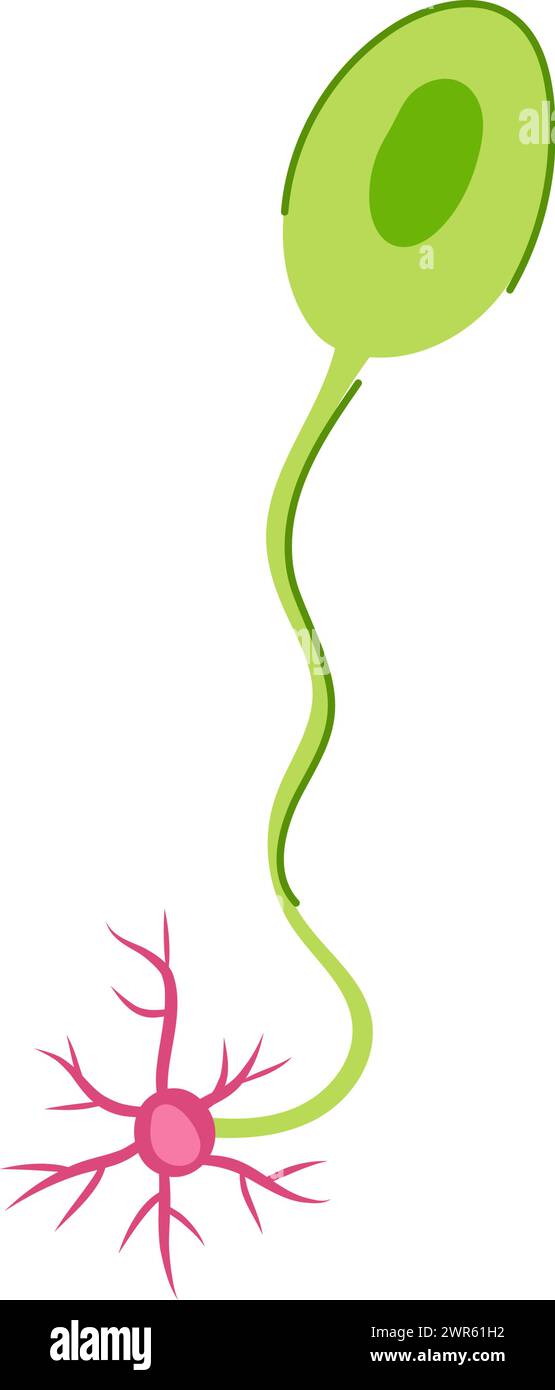 neuroscience neurons cartoon vector illustration Stock Vector Image ...