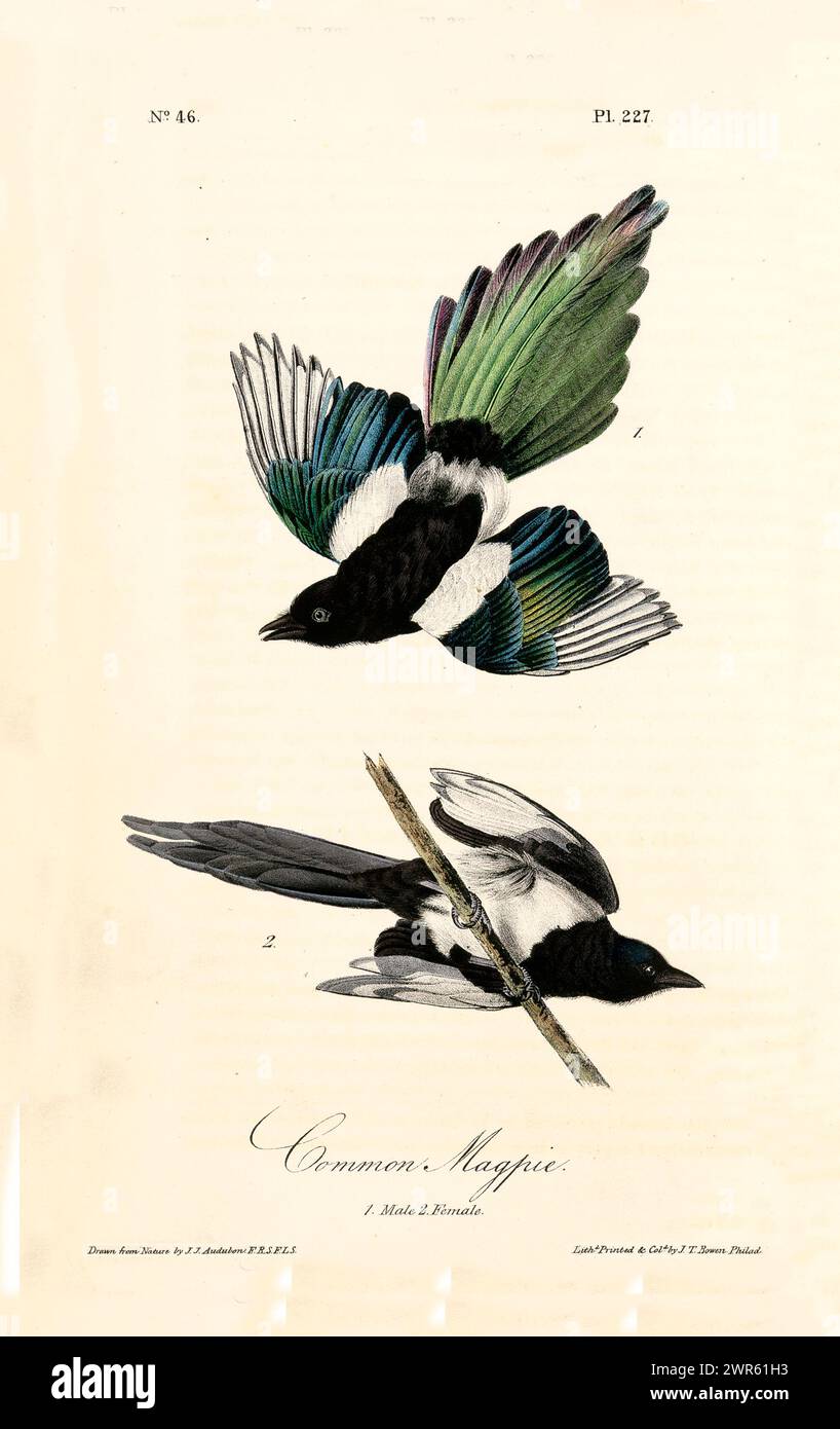 Two Common Magpies, one perched and one in flight, isolated in clean ...