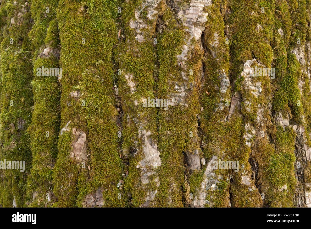 Poplar tree bark hi-res stock photography and images - Alamy