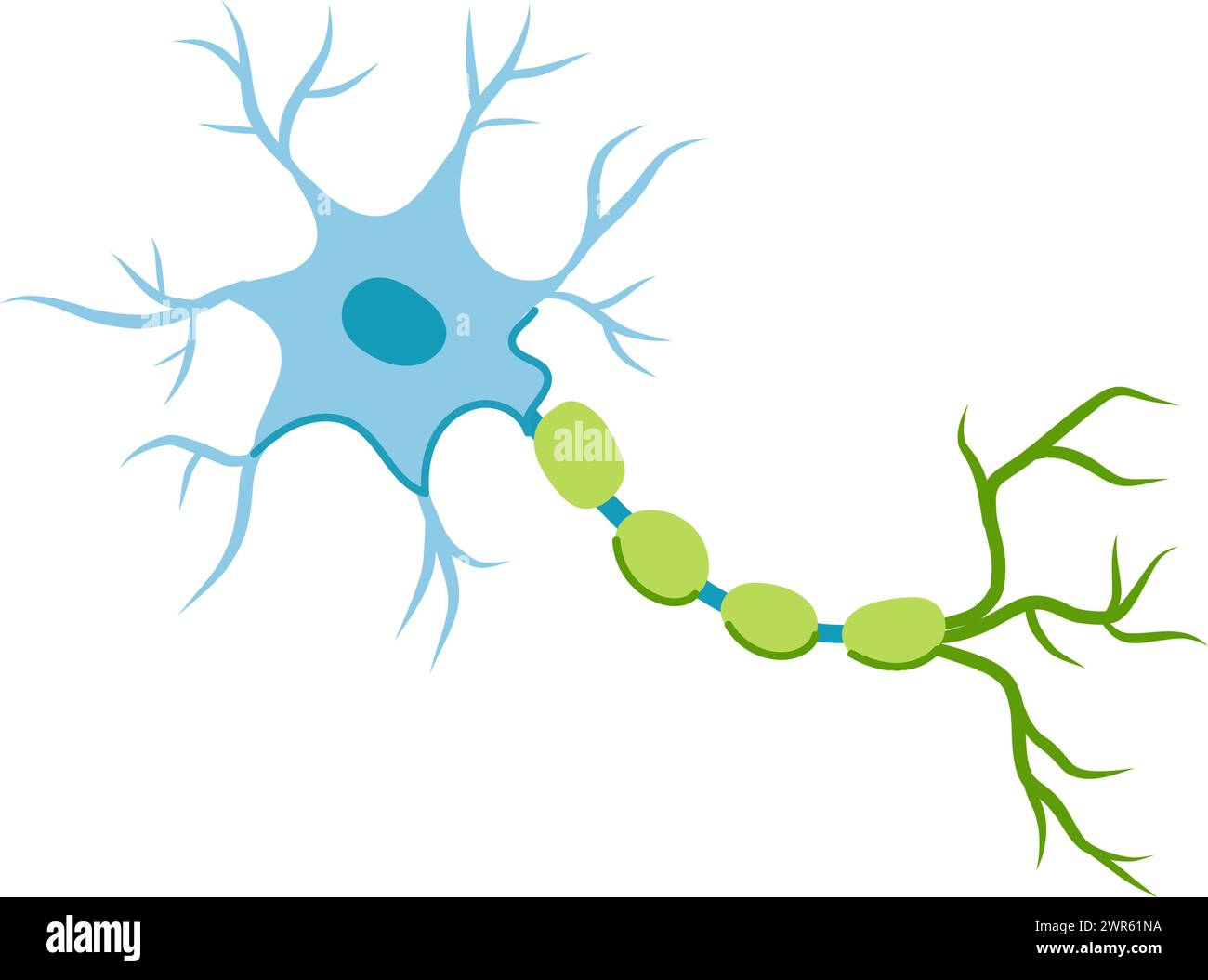 brain neurons cartoon vector illustration Stock Vector Image & Art - Alamy brain neurons cartoon vector illustration Stock Vector Image & Art - Alamy